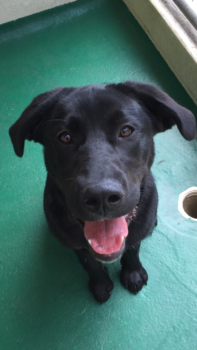 Squeek - 49957 - Medium Male Labrador Mix Dog in VIC - PetRescue