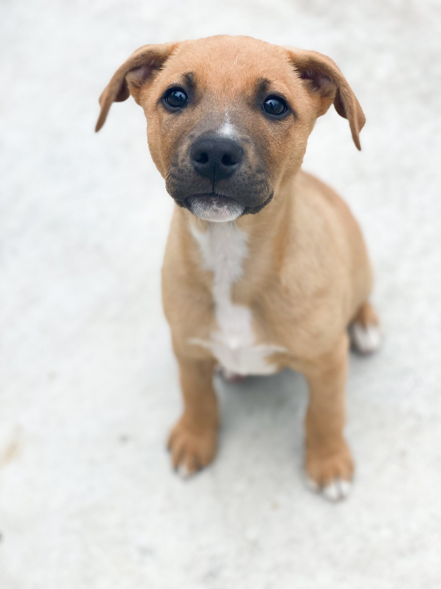 Donald - Large Male German Shepherd x American Staffordshire Terrier ...