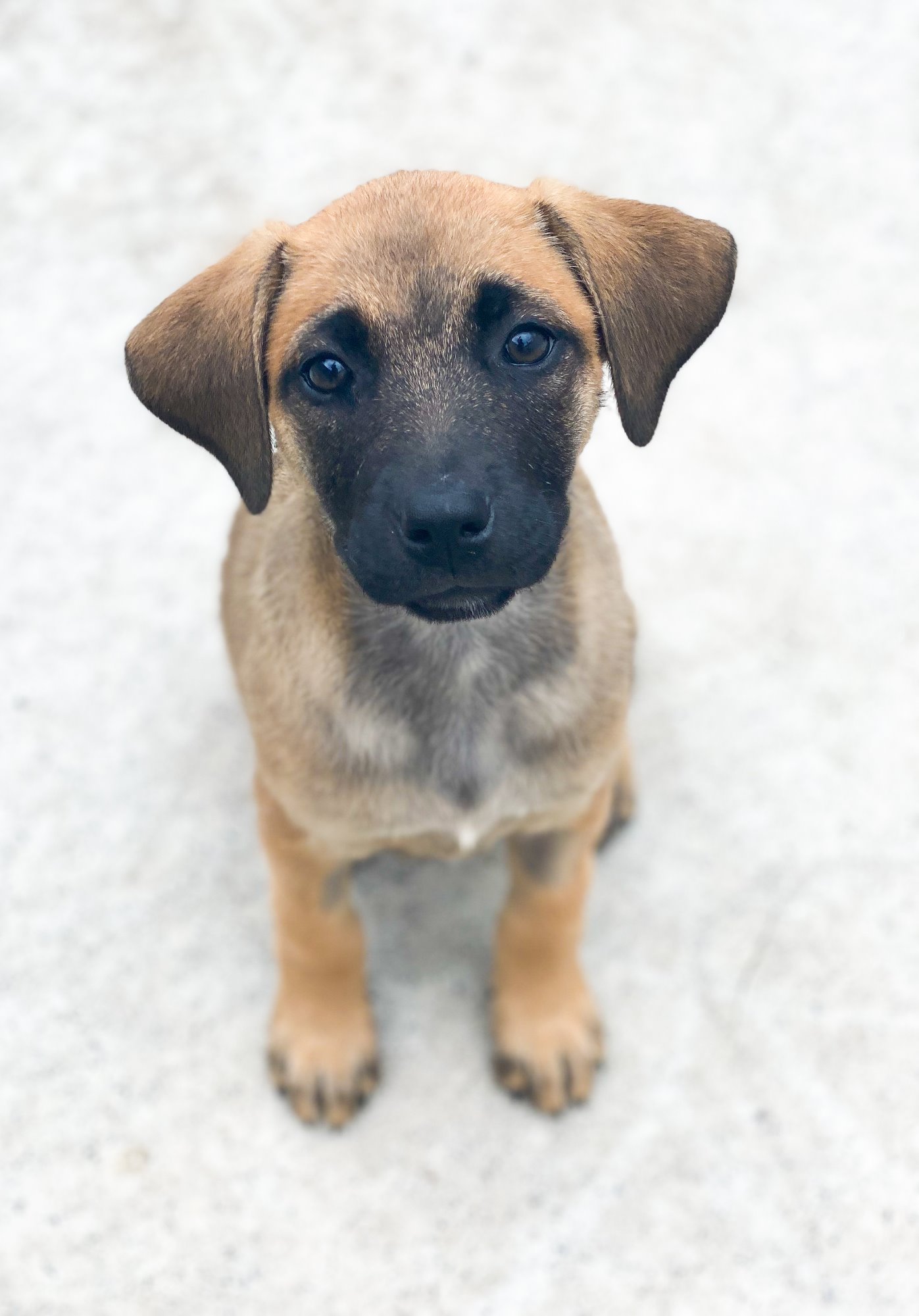 Ethel - Large Female German Shepherd x American Staffordshire Terrier ...