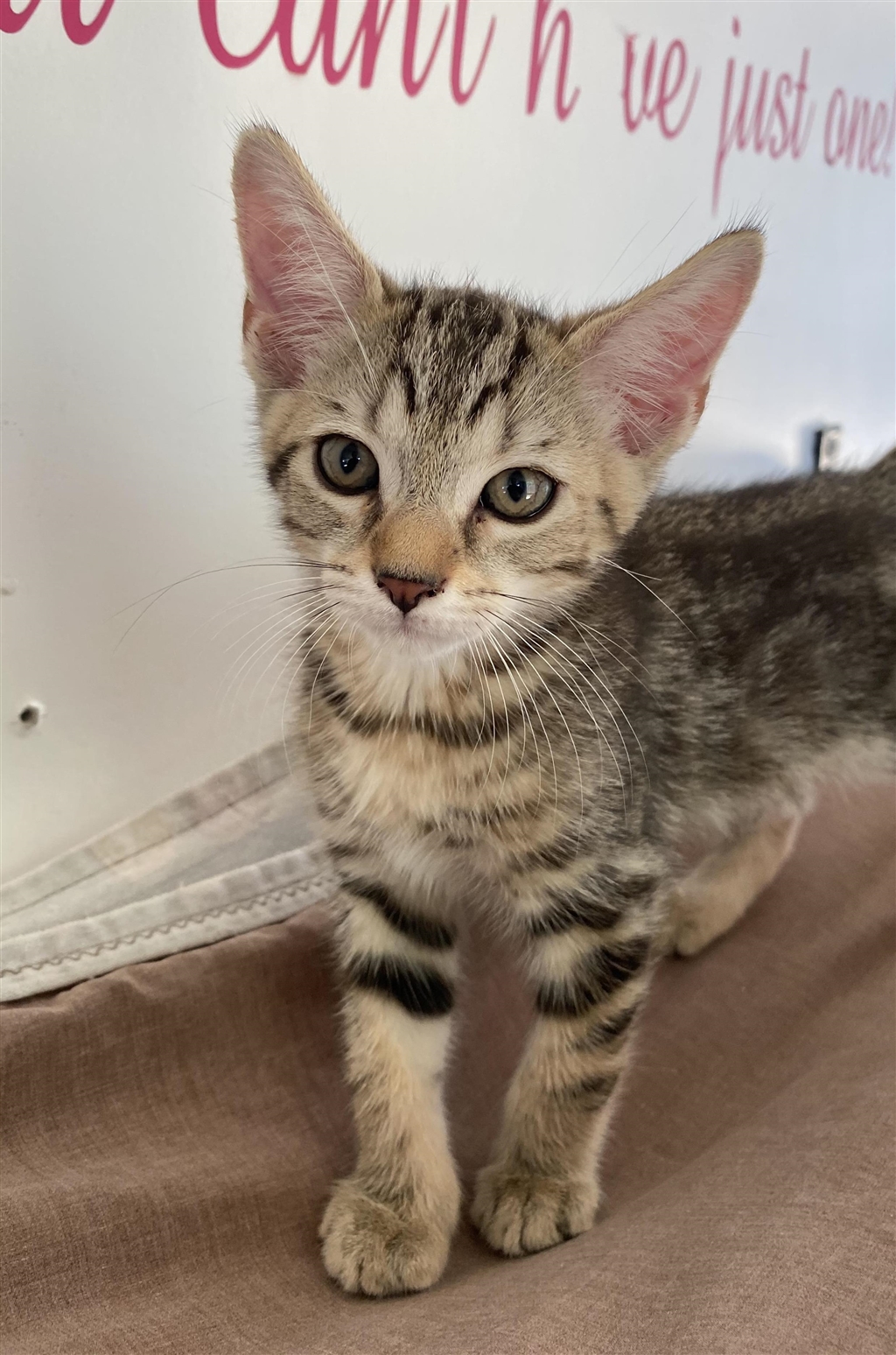 Tiger - Male Domestic Short Hair Mix Cat in QLD - PetRescue