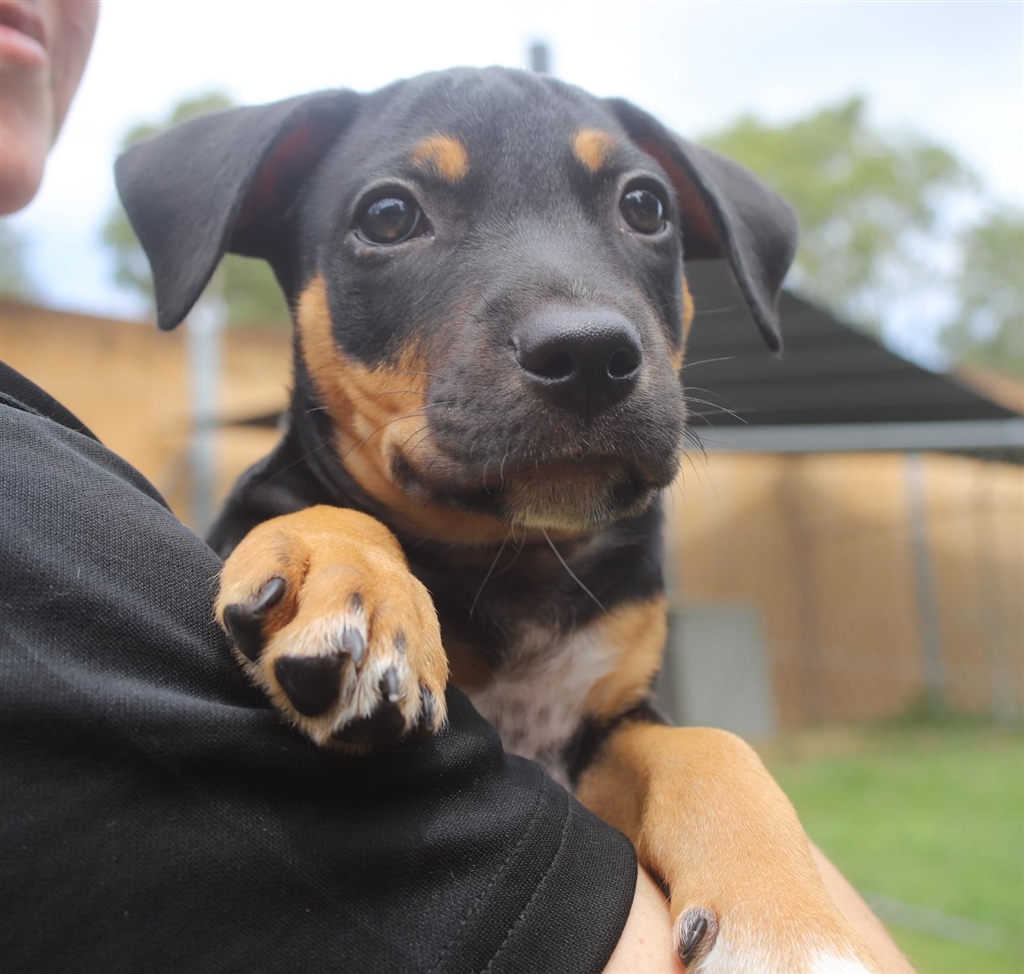 Ngarra - Medium Male Rottweiler Mix Dog in QLD - PetRescue