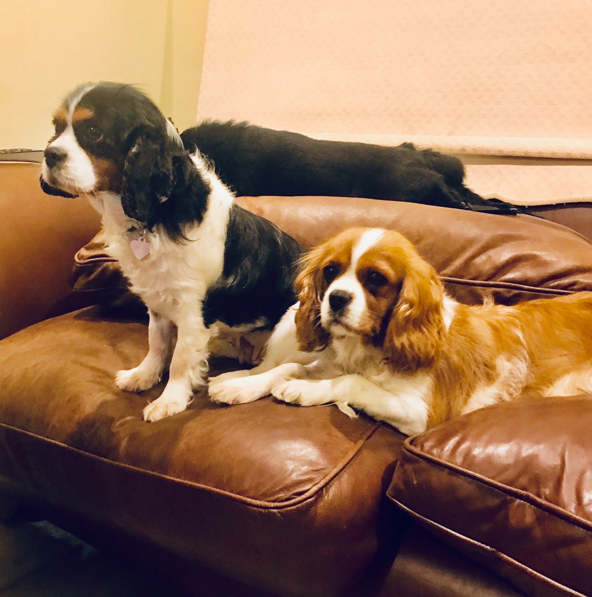 Kelsey - Small Female Cavalier King Charles Spaniel Dog in VIC - PetRescue
