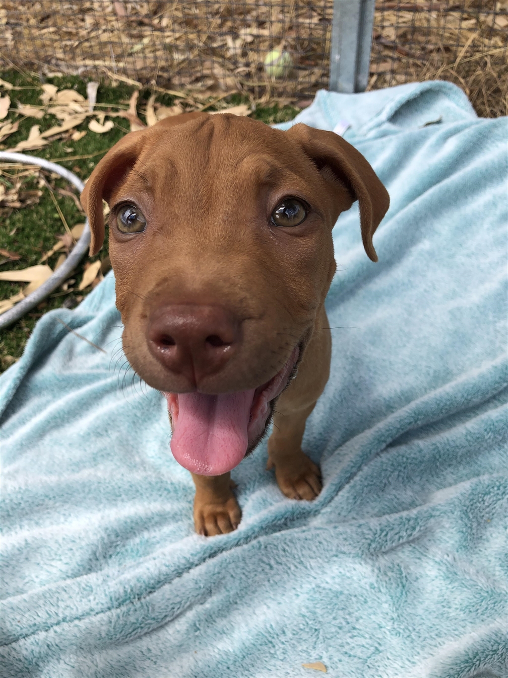 Ginger - Large Female Staffordshire Bull Terrier Mix Dog in WA - PetRescue