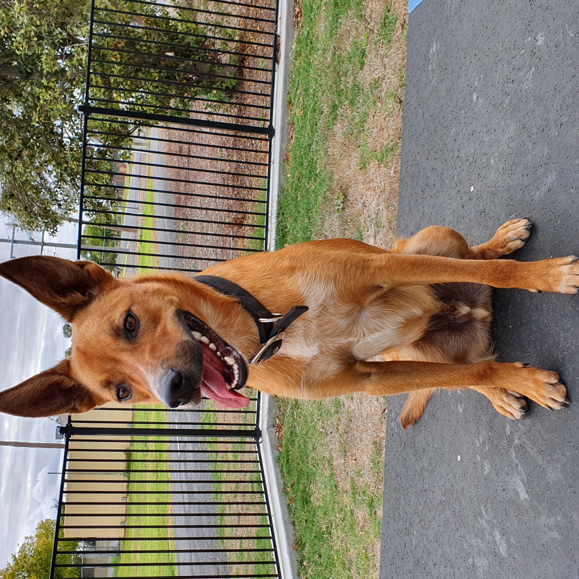 Red - Medium Male Kelpie x Red Heeler Dog in VIC - PetRescue