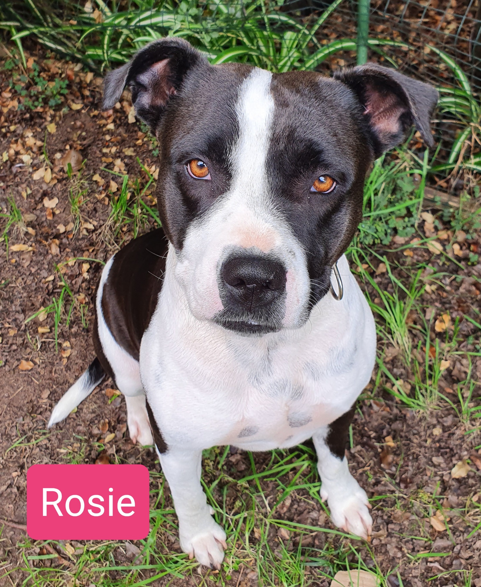 Rosie - Large Female American Staffordshire Bull Terrier Dog in VIC ...