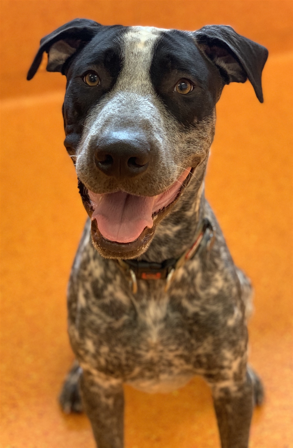 Sprokett - Large Male German Shorthaired Pointer x Staghound Mix Dog in ...