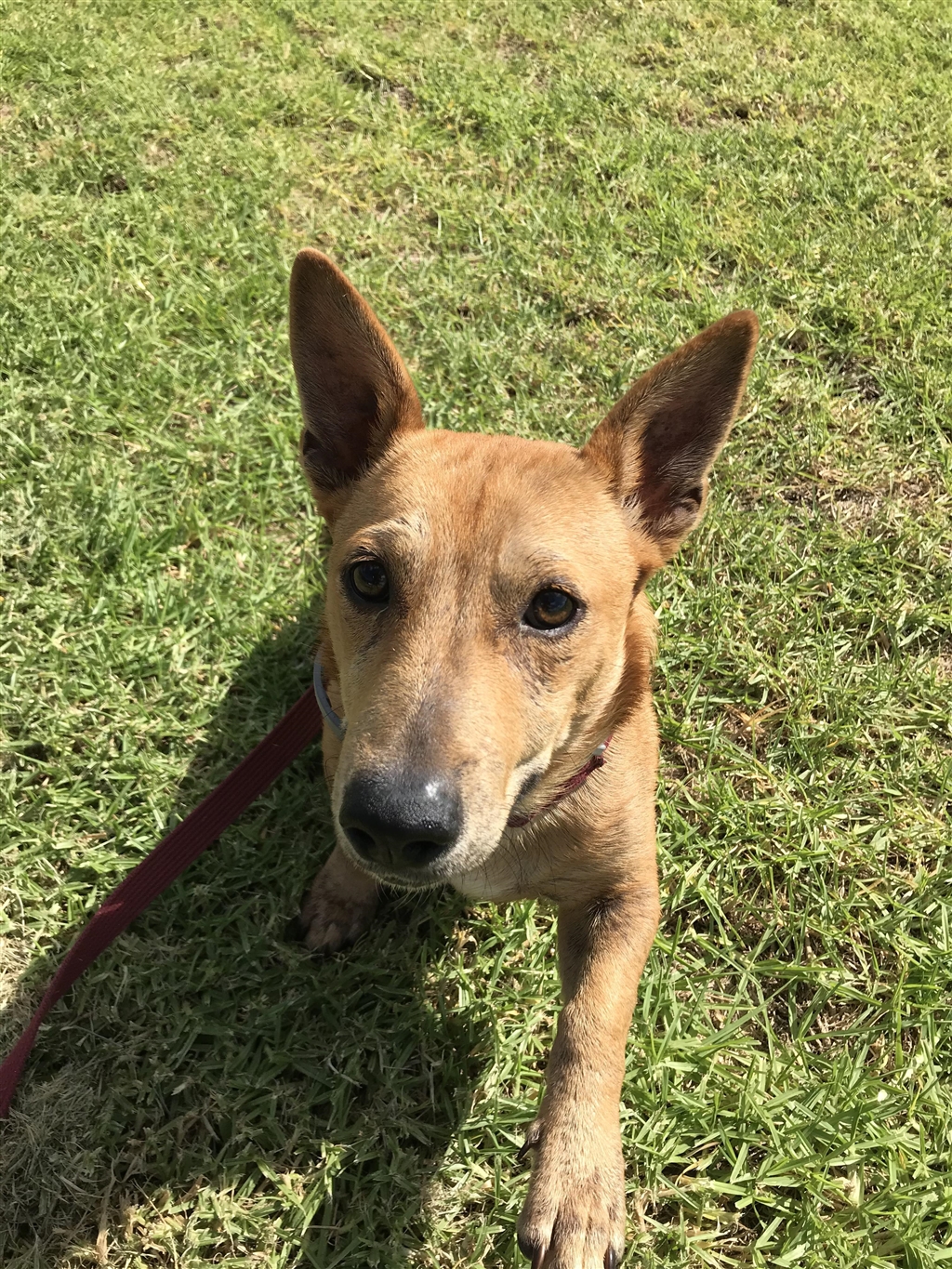 Barry - Medium Male Kelpie x Corgi, Cardigan Welsh Mix Dog in QLD ...