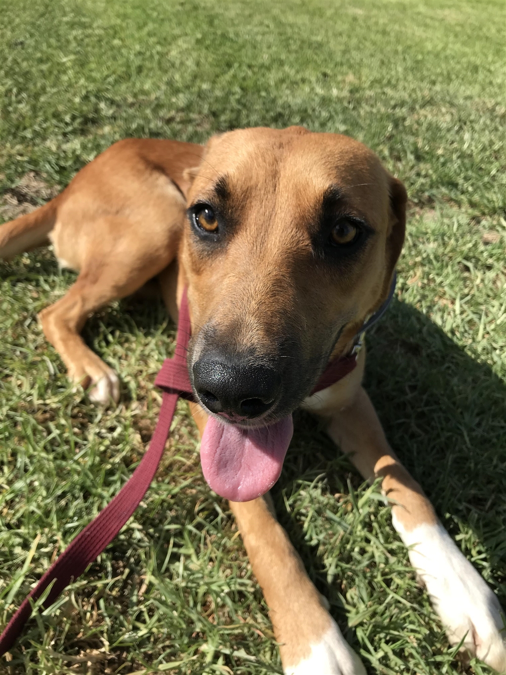 Millie - Medium Female Kelpie x Rhodesian Ridgeback Mix Dog in QLD ...