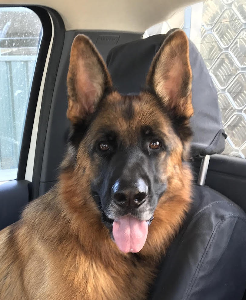 Shadow - Large Male German Shepherd Dog in NSW - PetRescue