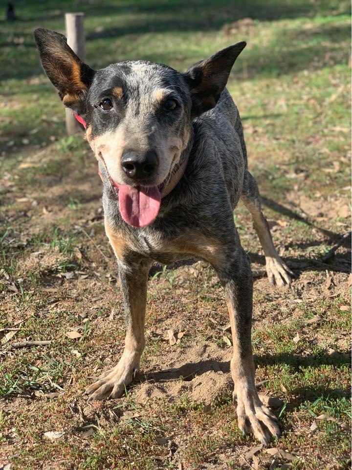 Scoots - Medium Female Australian Cattle Dog Mix Dog in QLD - PetRescue