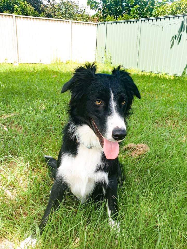 Hunter - Medium Male Border Collie Dog in QLD - PetRescue