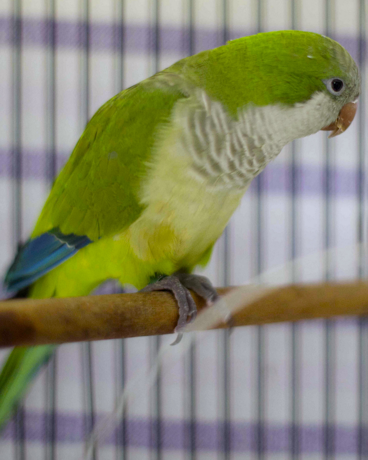 Trent - Male Bird (Wildlife) in NSW - PetRescue