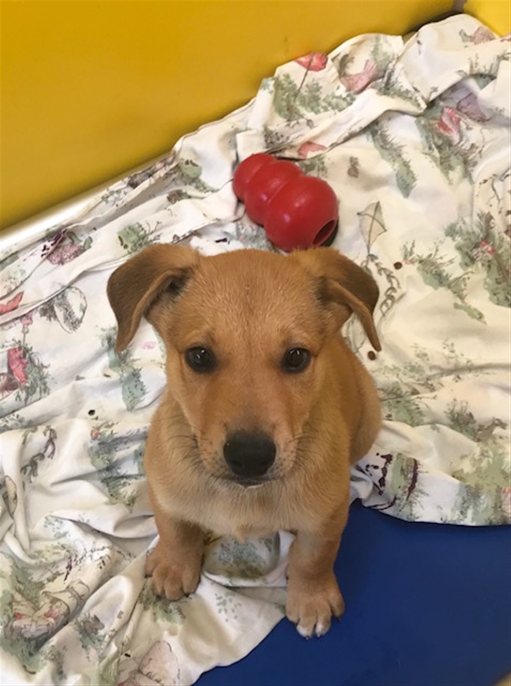 Mister - Medium Male Kelpie x Labrador Retriever Mix Dog in QLD - PetRescue
