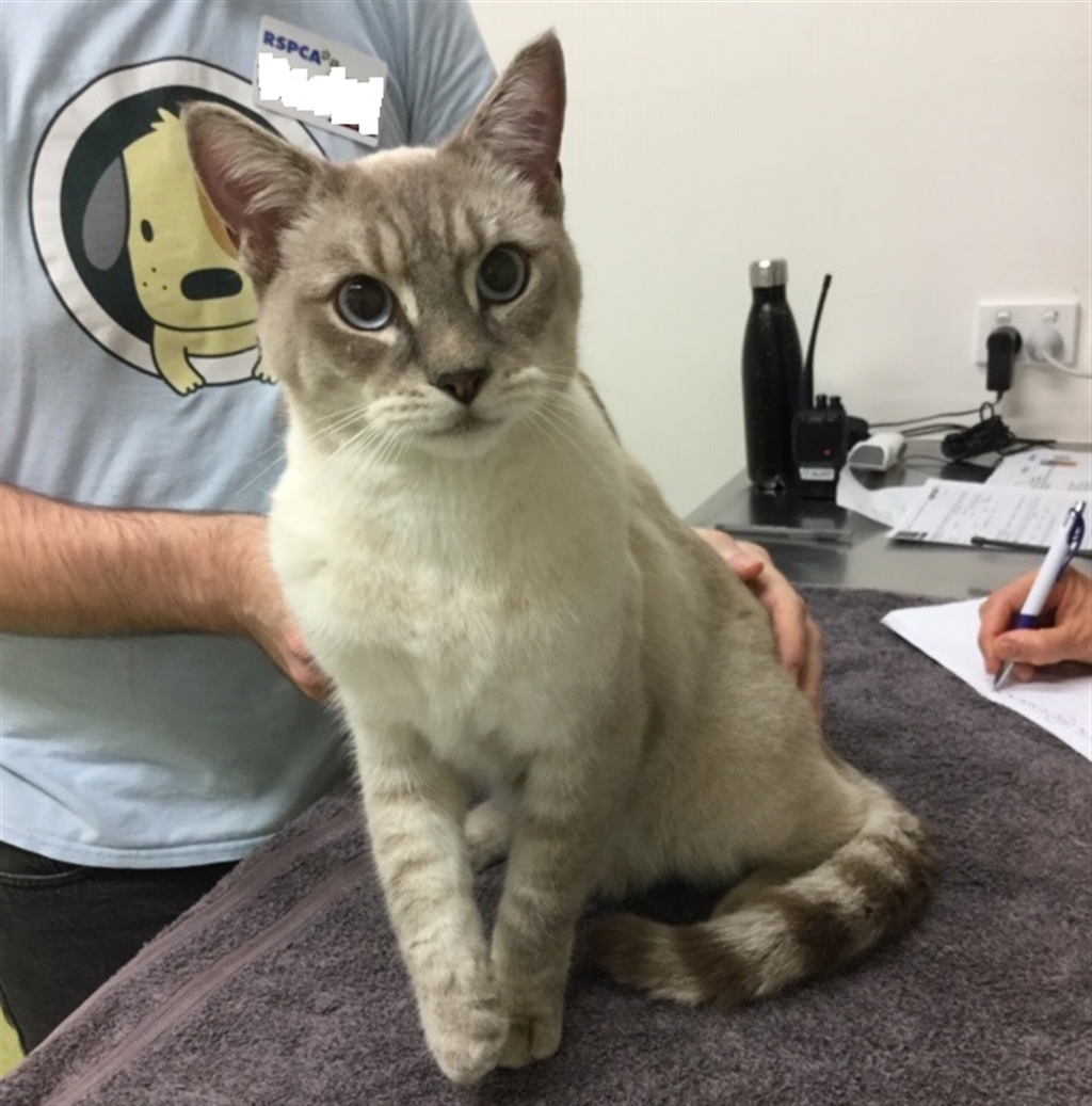 Jimboomba - Male Layanese Mix Cat in QLD - PetRescue
