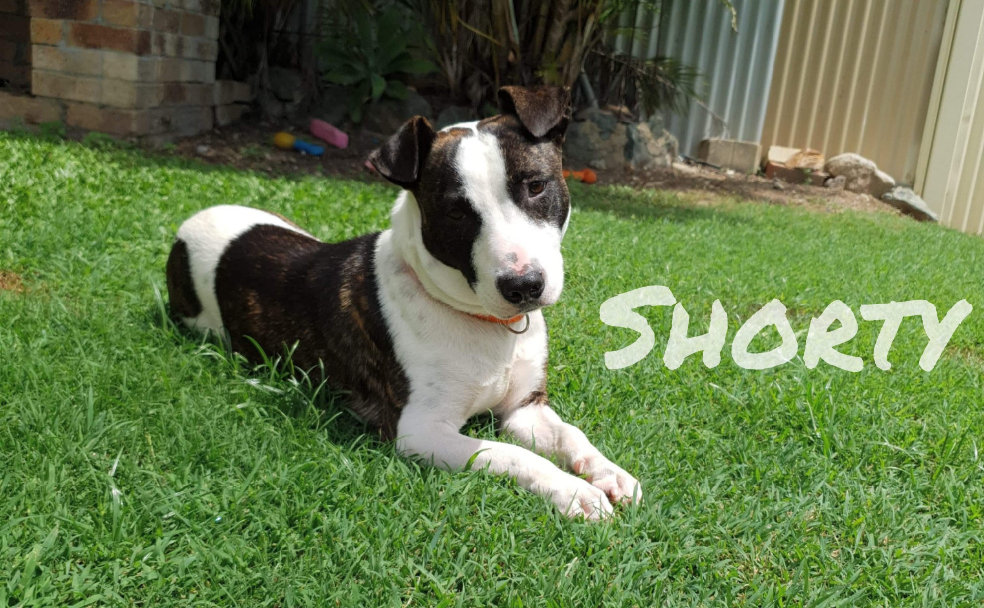 Shorty - Medium Male Bull Terrier (Miniature) x Staffy Mix Dog in QLD ...