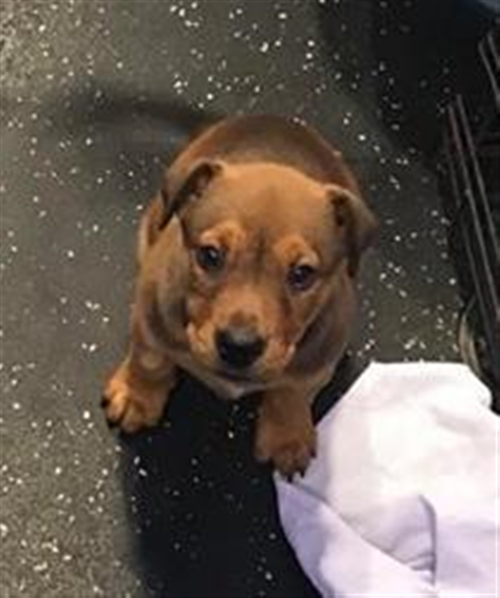 Maggie - Medium Female Labrador Retriever x American Staffordshire Bull ...