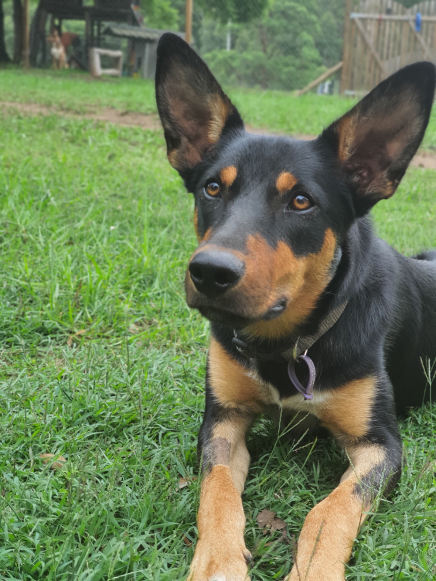 Chester 🐕 - Medium Male Kelpie Dog in NSW - PetRescue