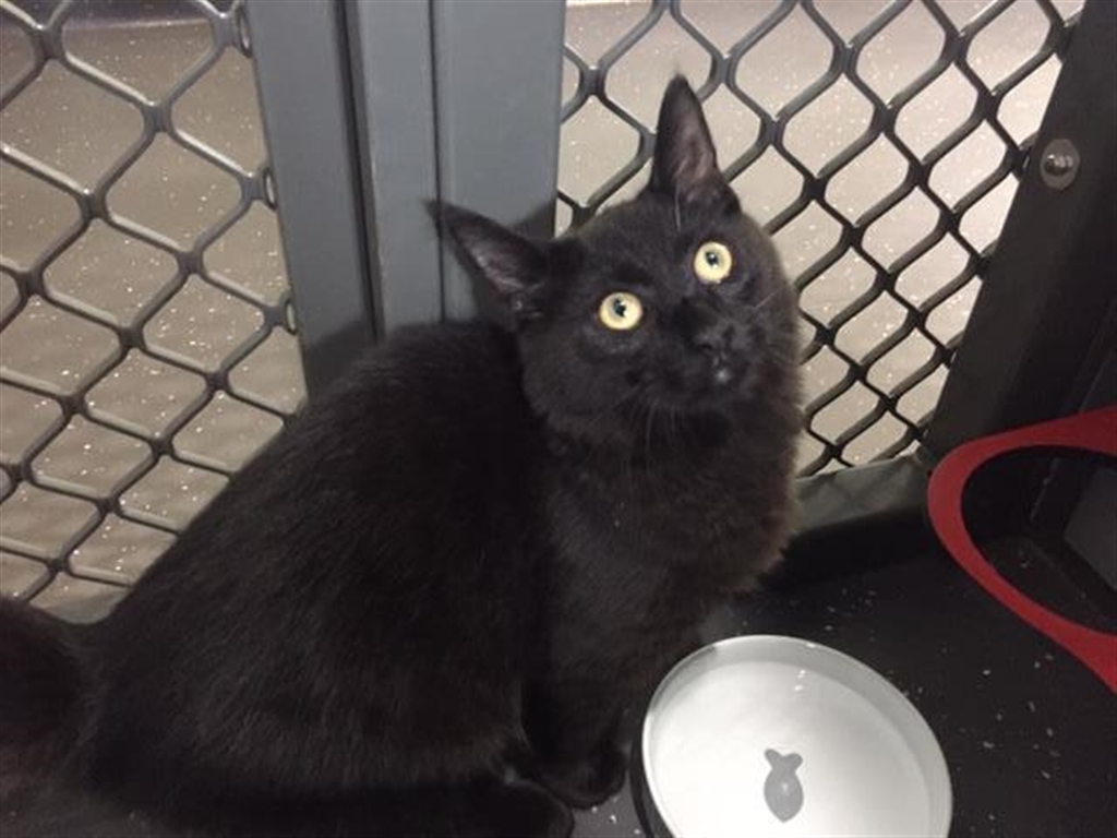 Coco - Male Munchkin Mix Cat in QLD - PetRescue