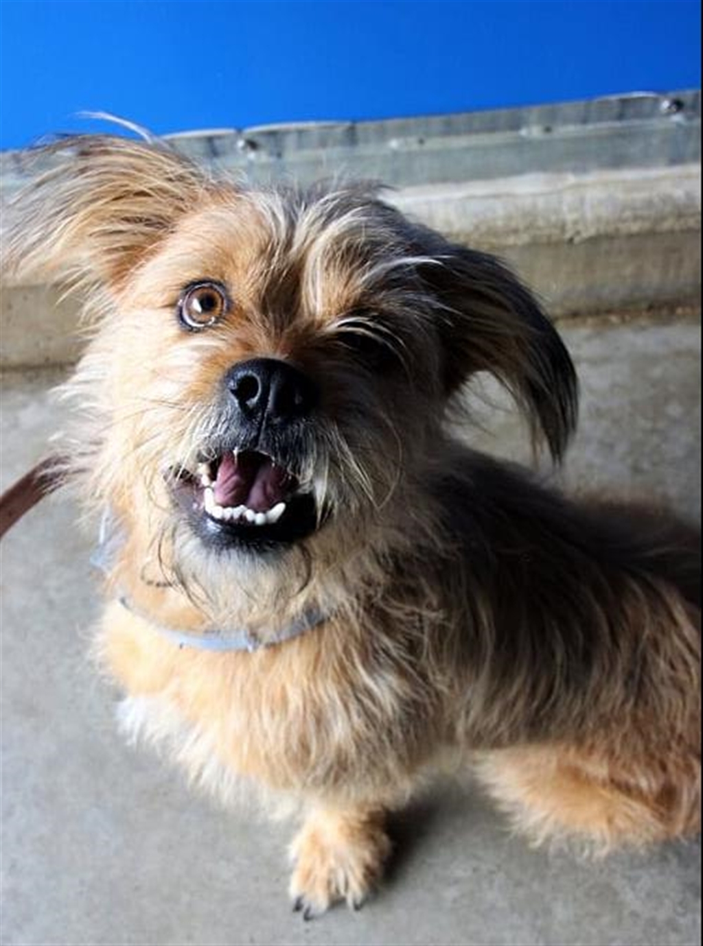 Doris - Small Female Brussels Griffon Mix Dog in QLD - PetRescue