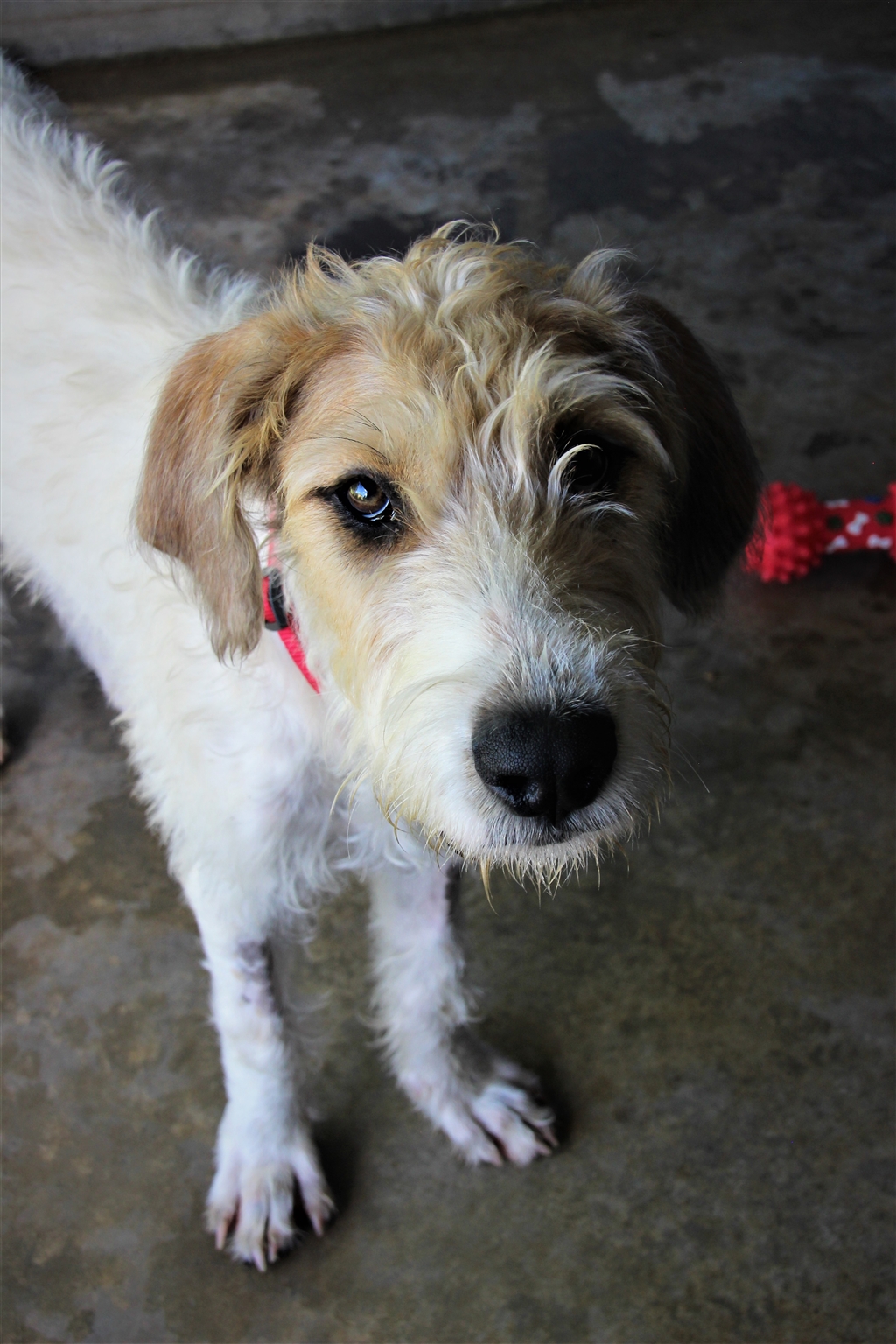 Talulah - Large Female North Queensland Bullhound Mix Dog in QLD ...