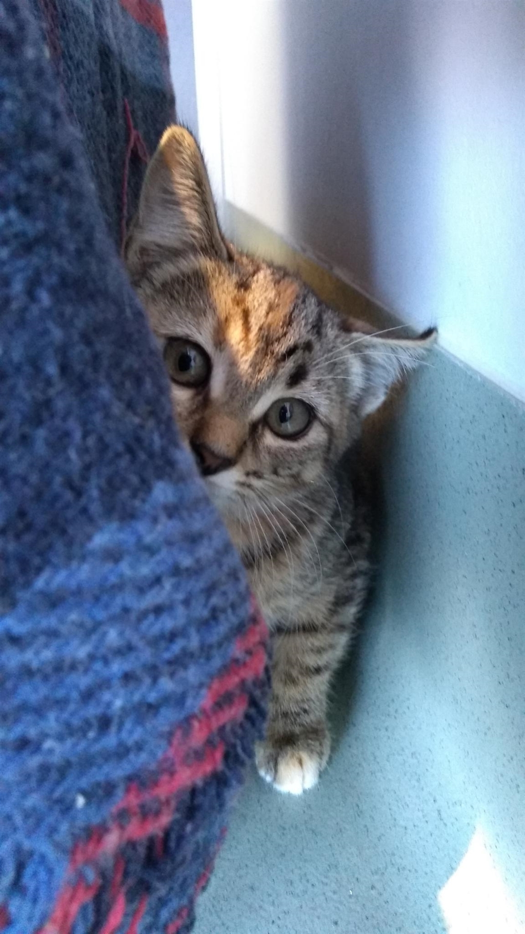 Bernice - Female Domestic Short Hair Mix Cat in QLD - PetRescue