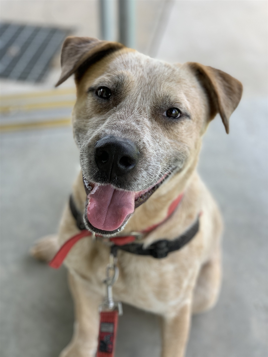 Simba - Medium Male Australian Cattle Dog x Labrador Retriever Mix Dog ...