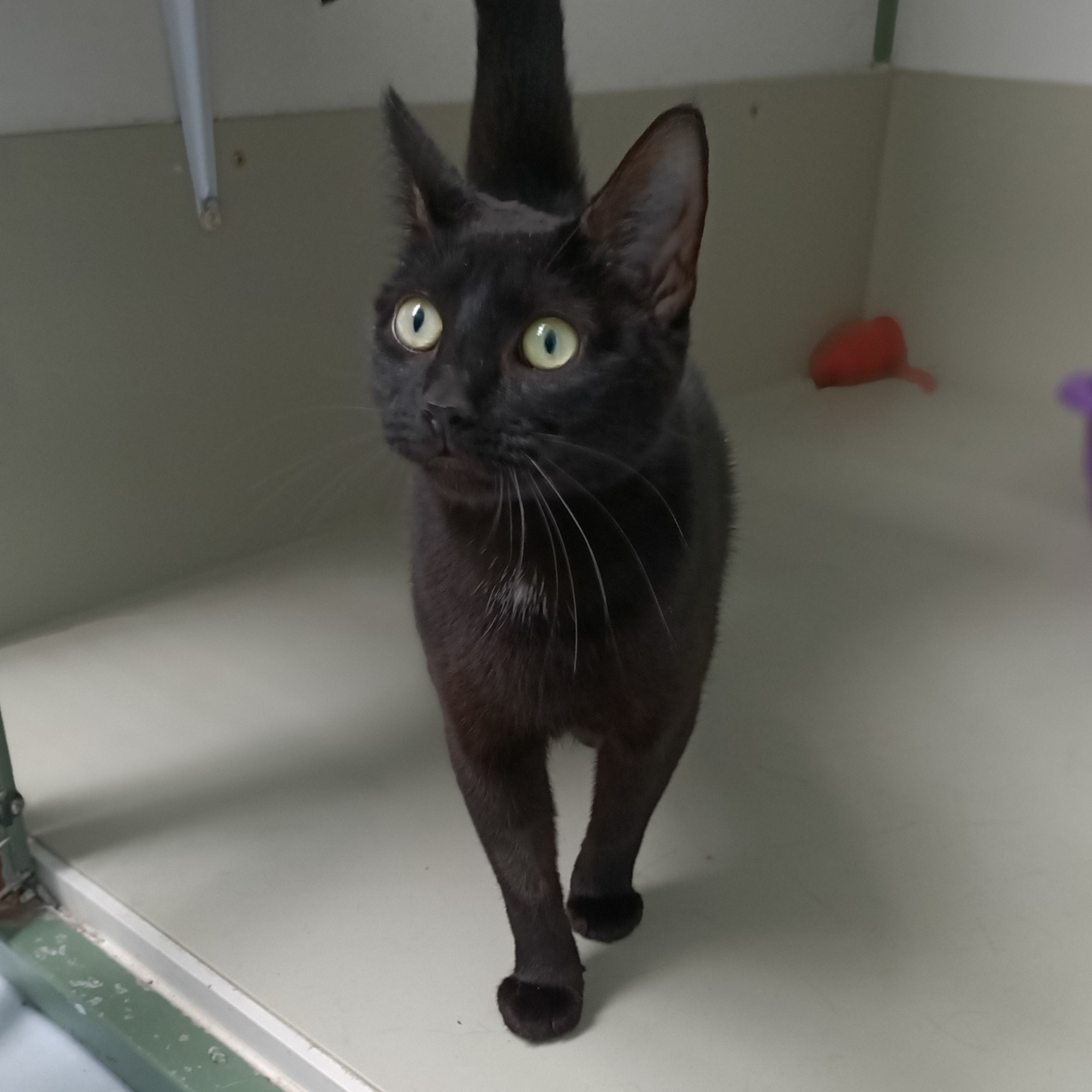 Tiff (97403) - Female Domestic Short Hair Cat in VIC - PetRescue