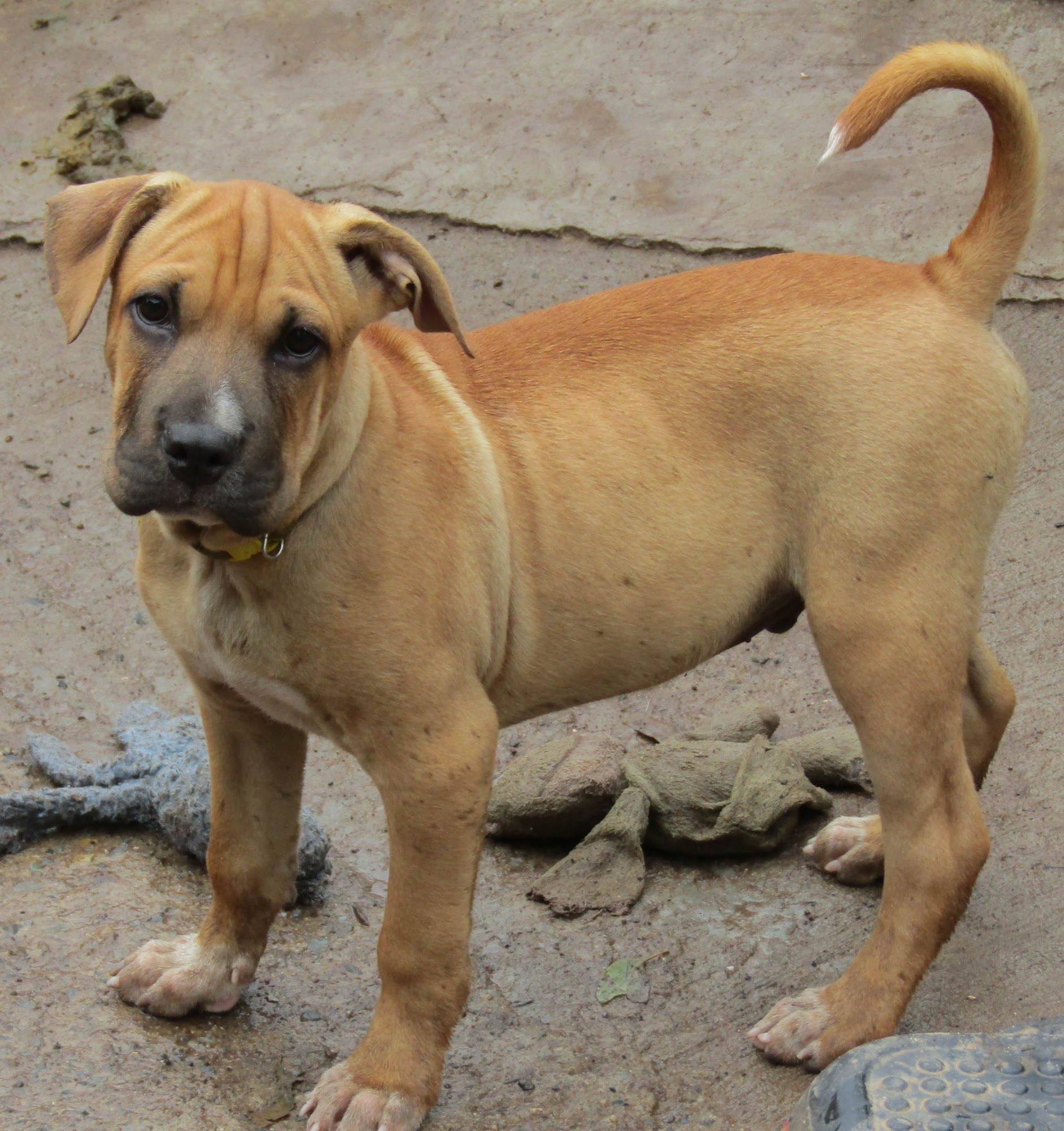 Aramis - Medium Male Shar-Pei x Ridgeback x Kelpie Mix Dog in NSW ...