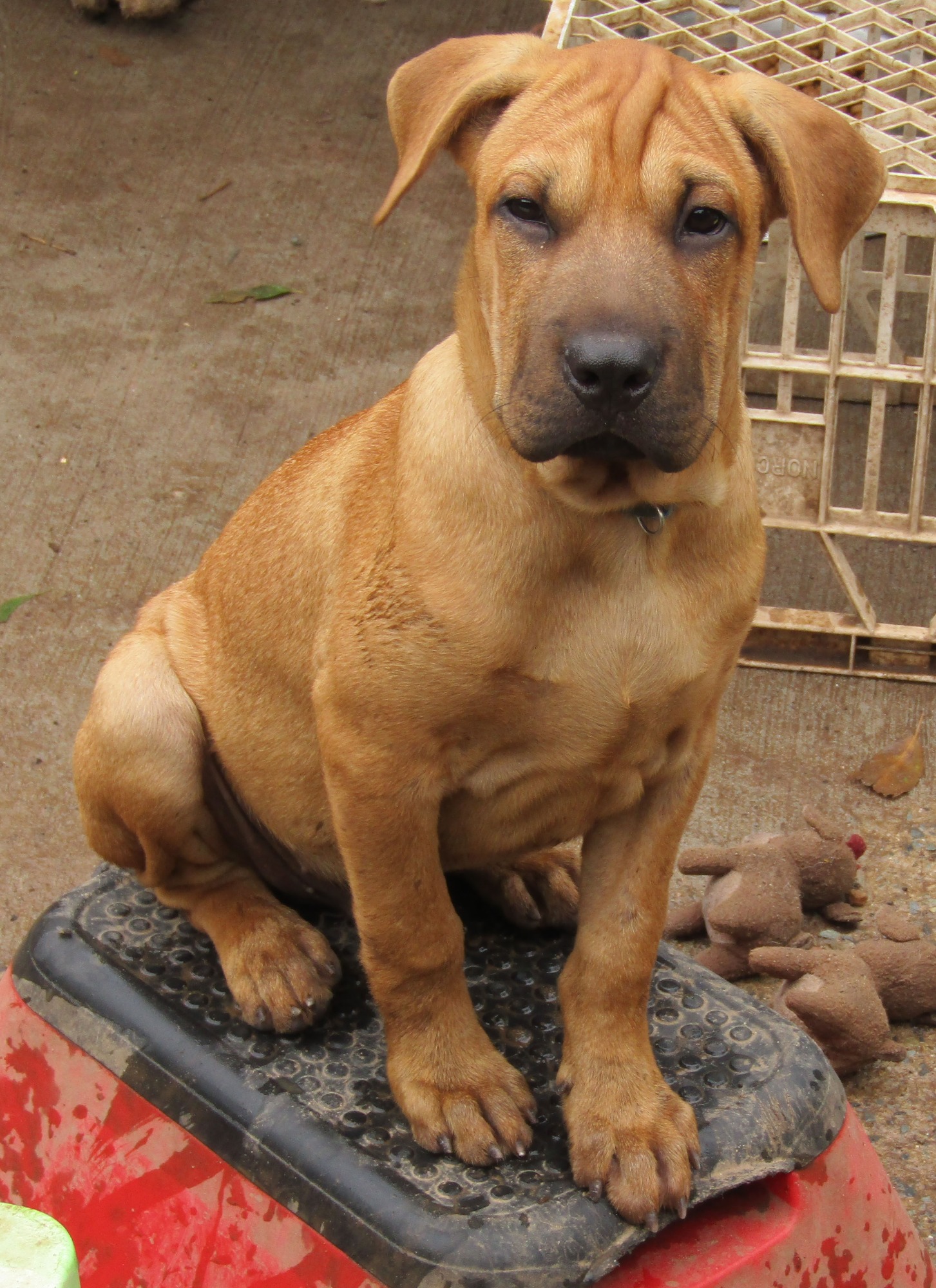 Argo - Medium Male Shar-Pei x Ridgeback x Kelpie Dog in NSW - PetRescue