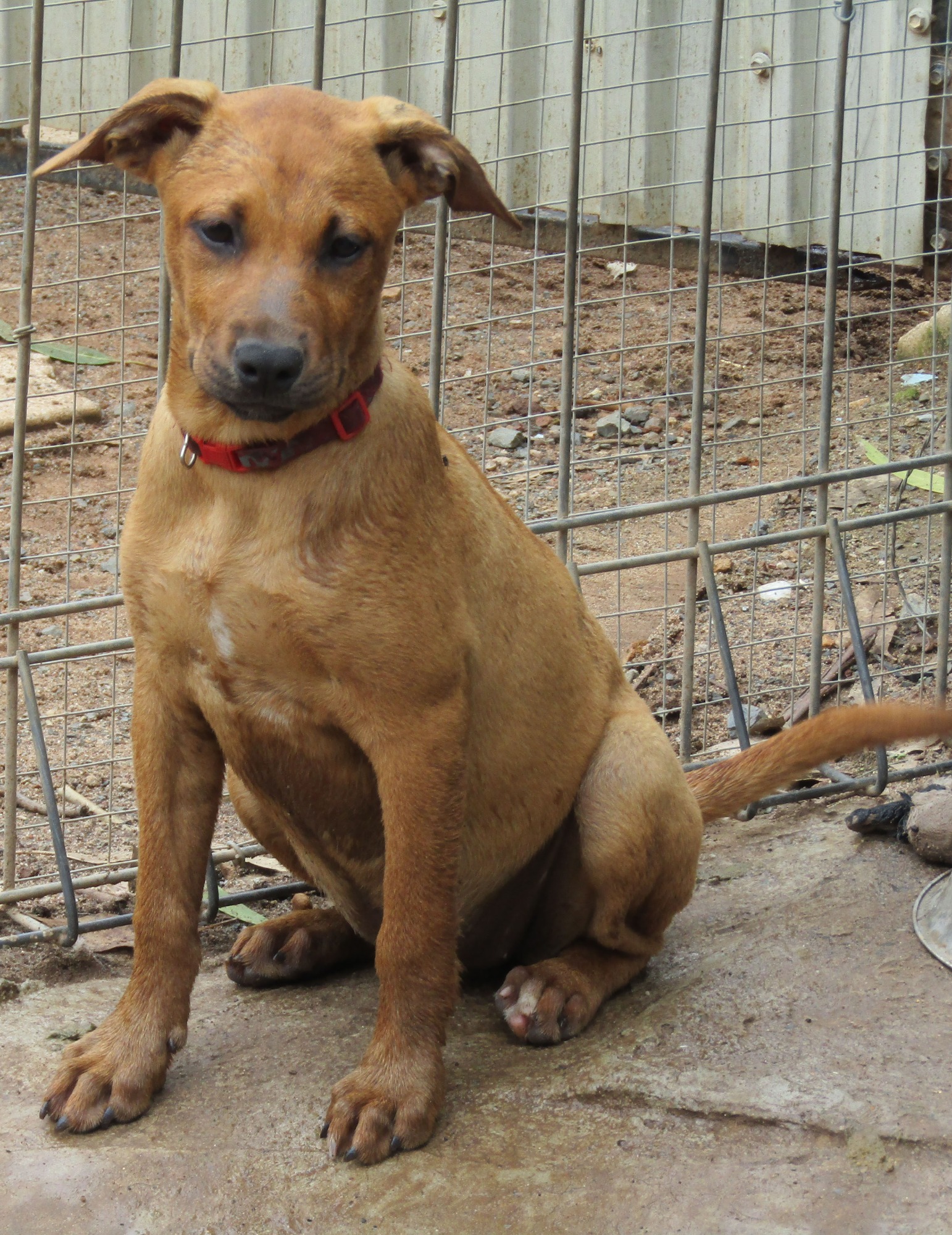 Arlene - Medium Female Shar-Pei x Ridgeback x Kelpie Dog in NSW - PetRescue