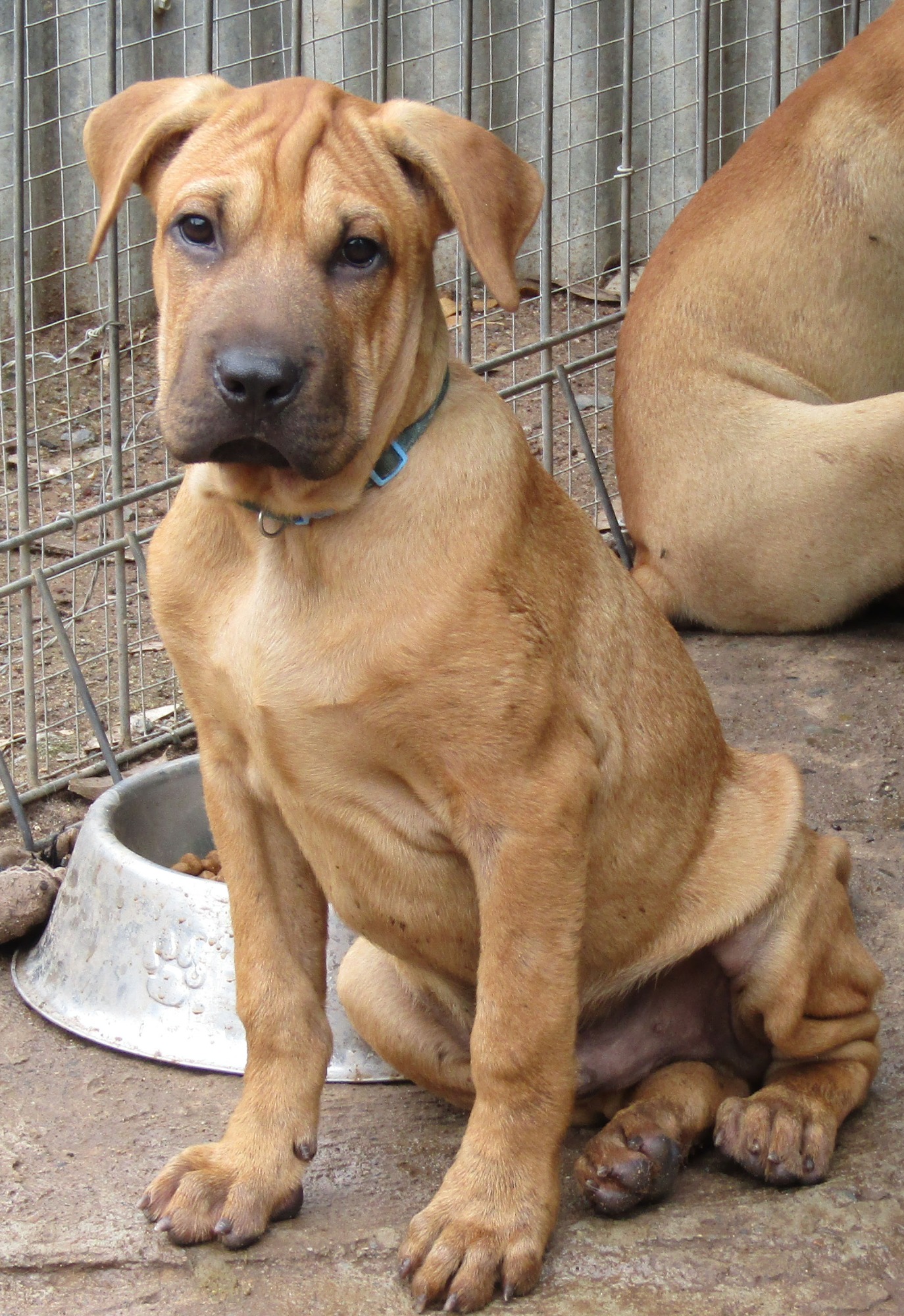 Armani - Medium Male Shar-Pei x Ridgeback x Kelpie Dog in NSW - PetRescue