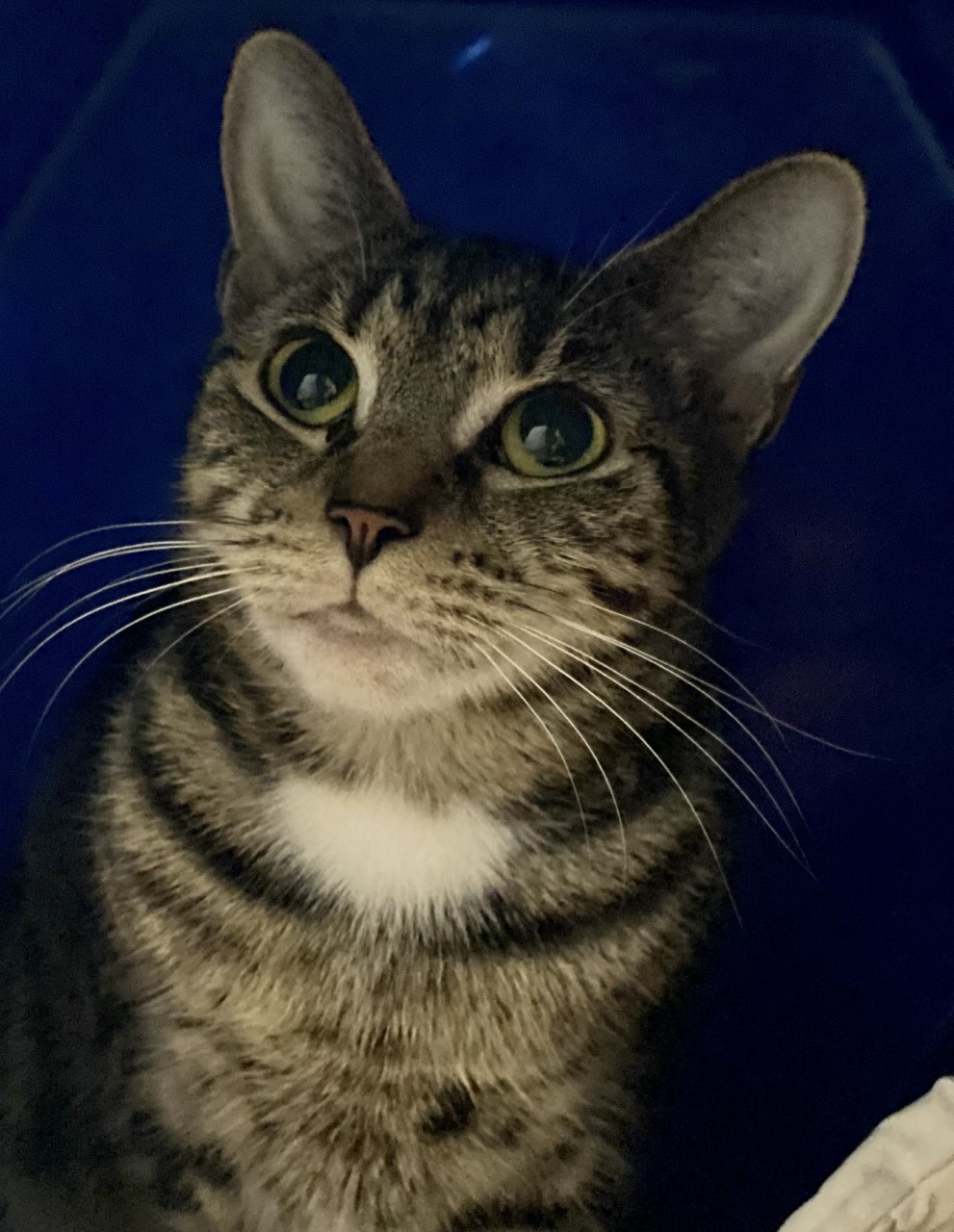 Talia - Female Domestic Short Hair Cat in NSW - PetRescue