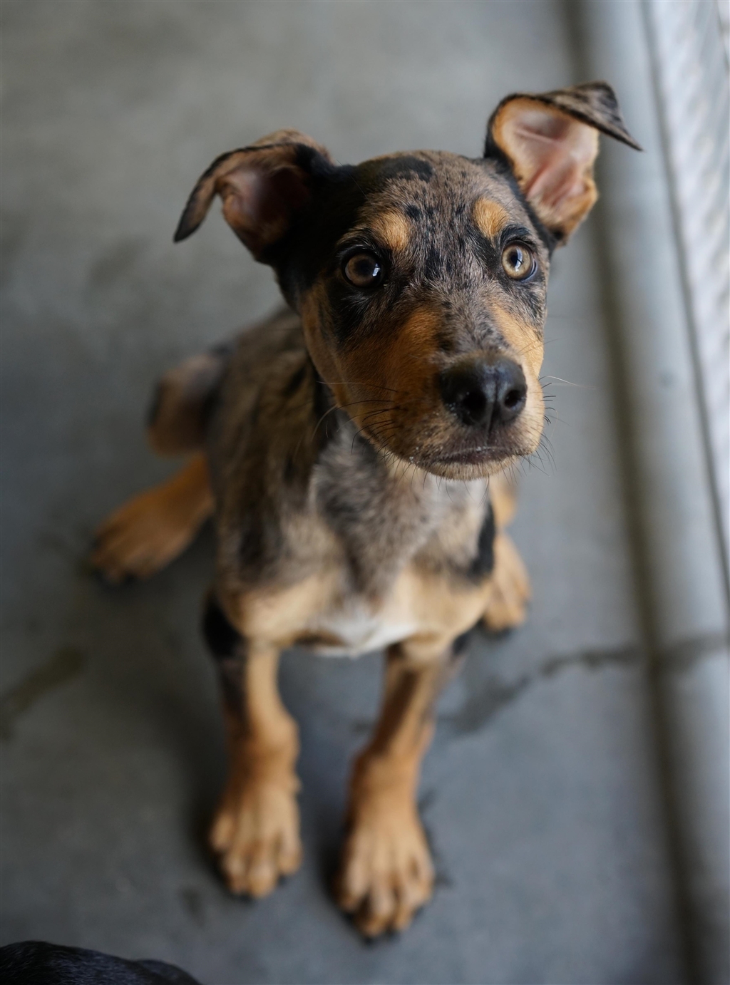 Rafferty - Medium Male Kelpie x Louisiana Catahoula Leopard Dog Mix Dog ...