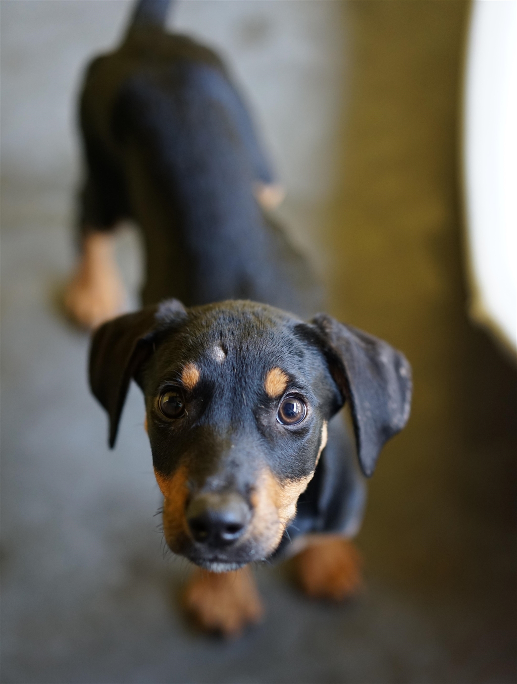 Lola - Medium Female Kelpie x Louisiana Catahoula Leopard Dog Mix Dog ...