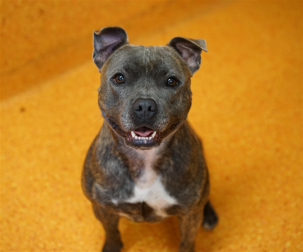Boss - Medium Male English Staffordshire Bull Terrier Mix Dog in QLD ...