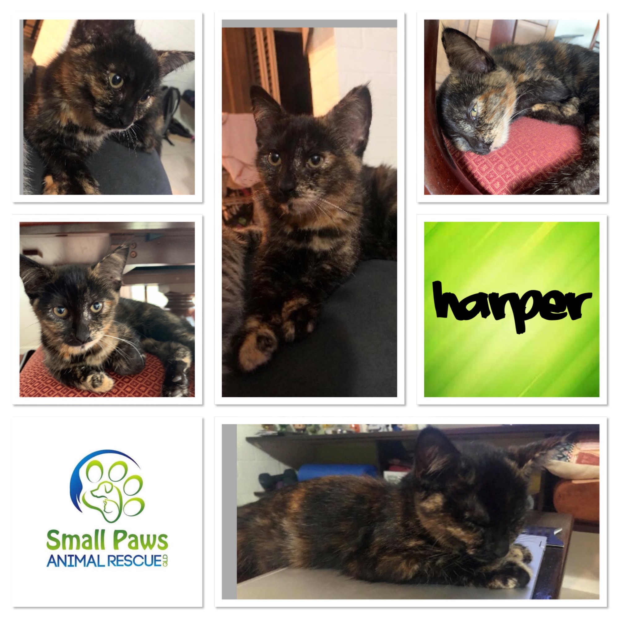 Harper - Female Domestic Short Hair Cat in QLD - PetRescue