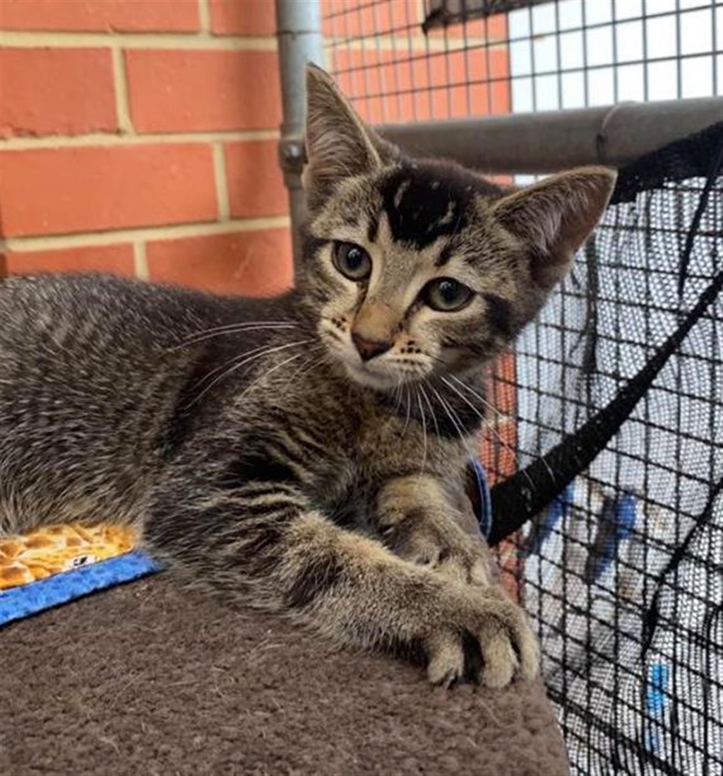 Primrose - Female Domestic Short Hair Cat in ACT - PetRescue