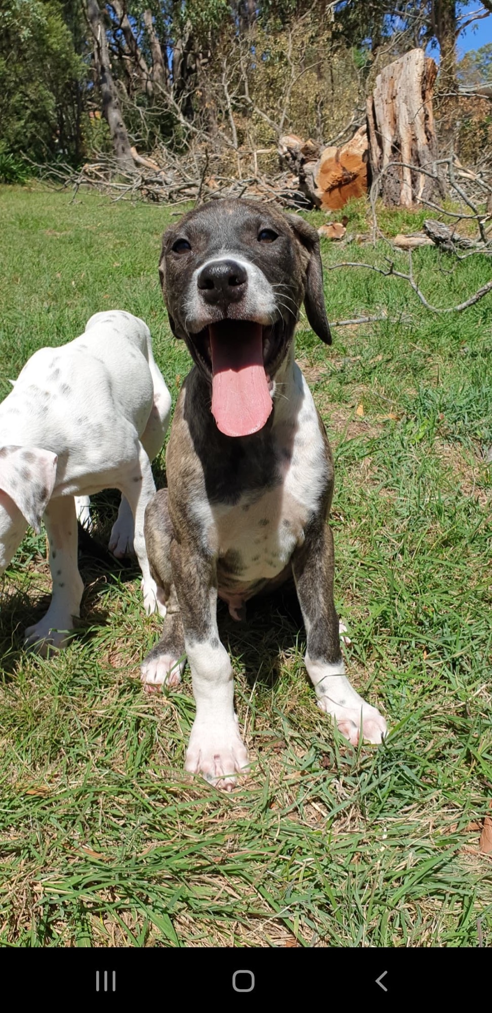 Branch - Large Male Mastiff x Bull Arab Mix Dog in VIC - PetRescue