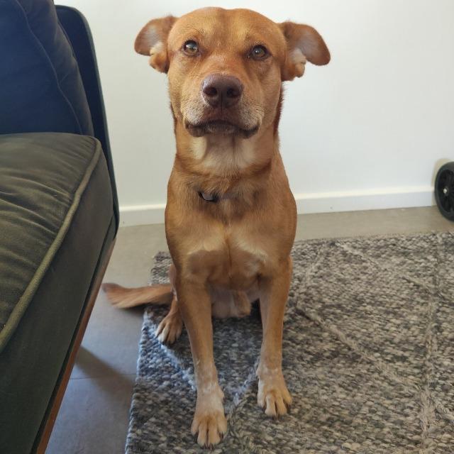 Geronimo - Medium Male Mixed Breed Dog in WA - PetRescue