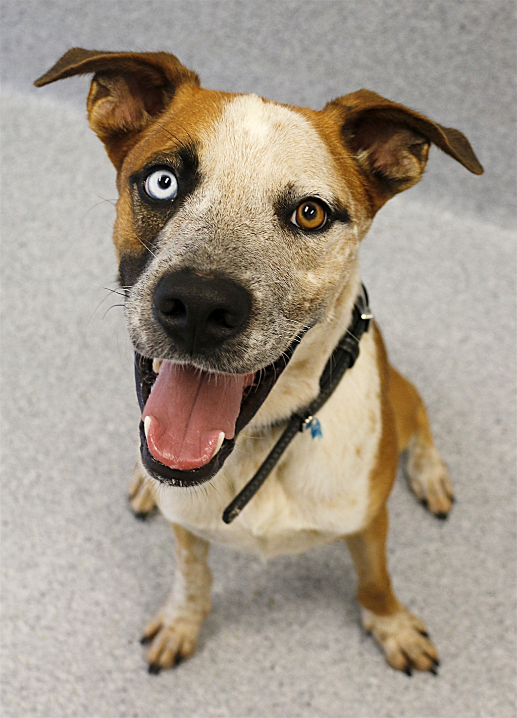 Rex - Medium Male Australian Stumpy Tail Cattle Dog x English ...