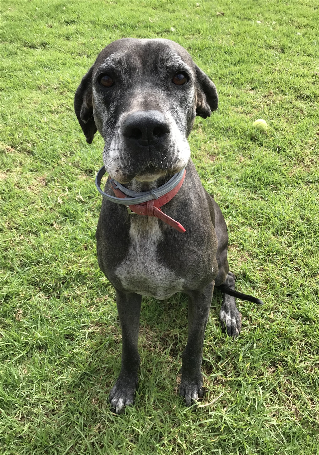 Tipsy - Large Female Great Dane x Pointer Mix Dog in QLD - PetRescue