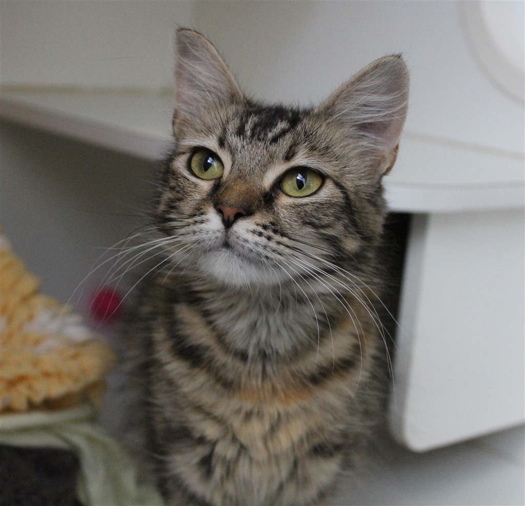 Tadpole - Female Dmh Mix Cat in WA - PetRescue