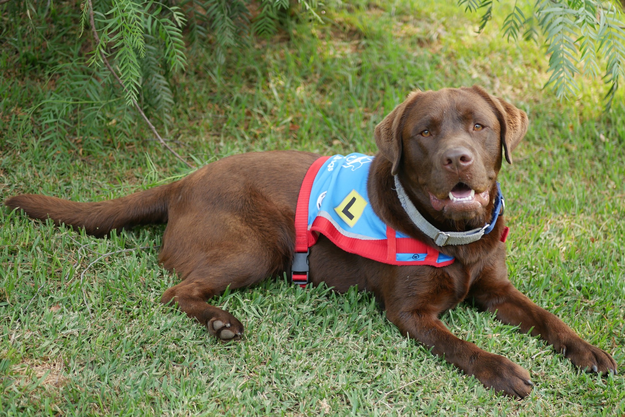 Izaak - Medium Male Labrador Dog in NSW - PetRescue