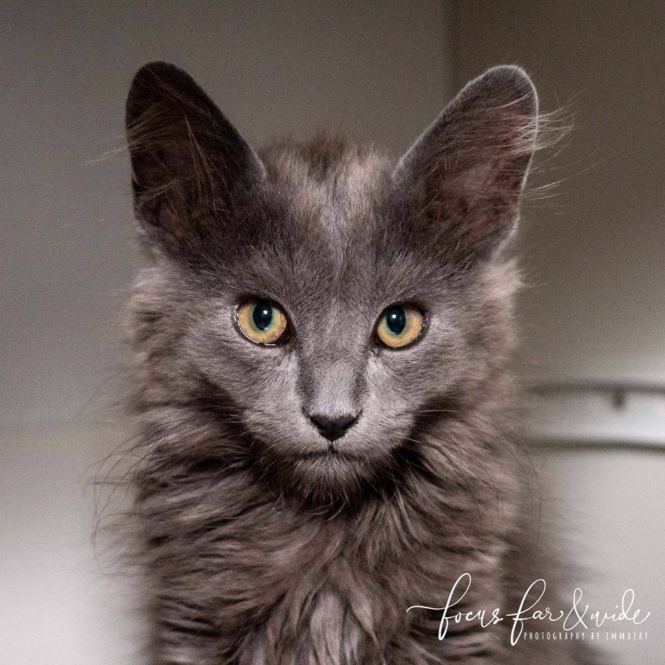 2529 - Dougie - Male Domestic Medium Hair Cat in WA - PetRescue