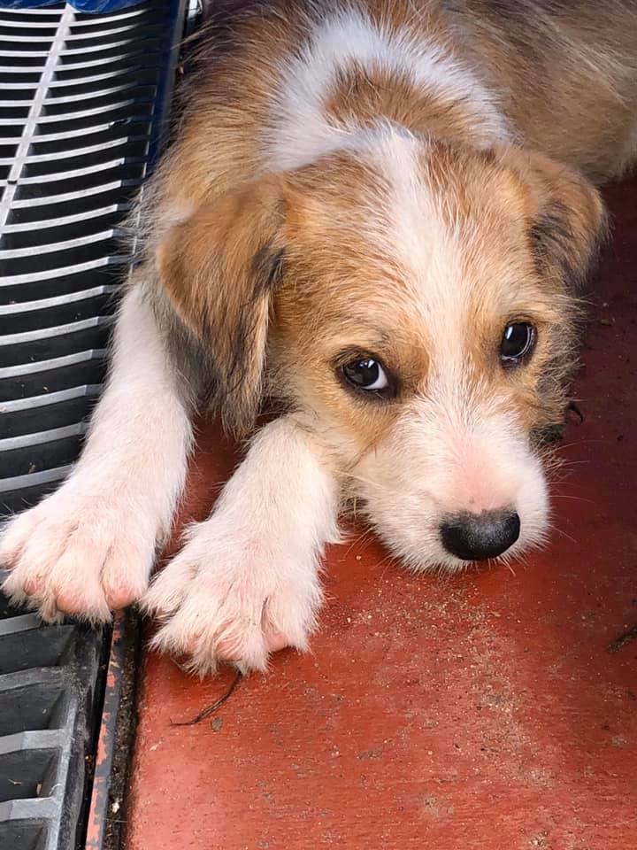 Cianna - Medium Female Maltese x Border Collie Dog in QLD - PetRescue