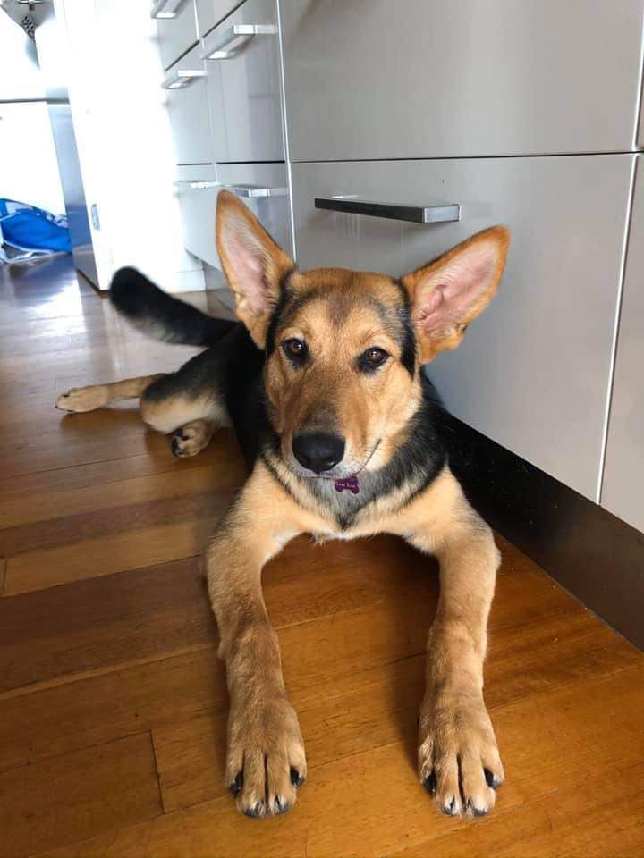 Luna - Medium Female German Shepherd Mix Dog in QLD - PetRescue