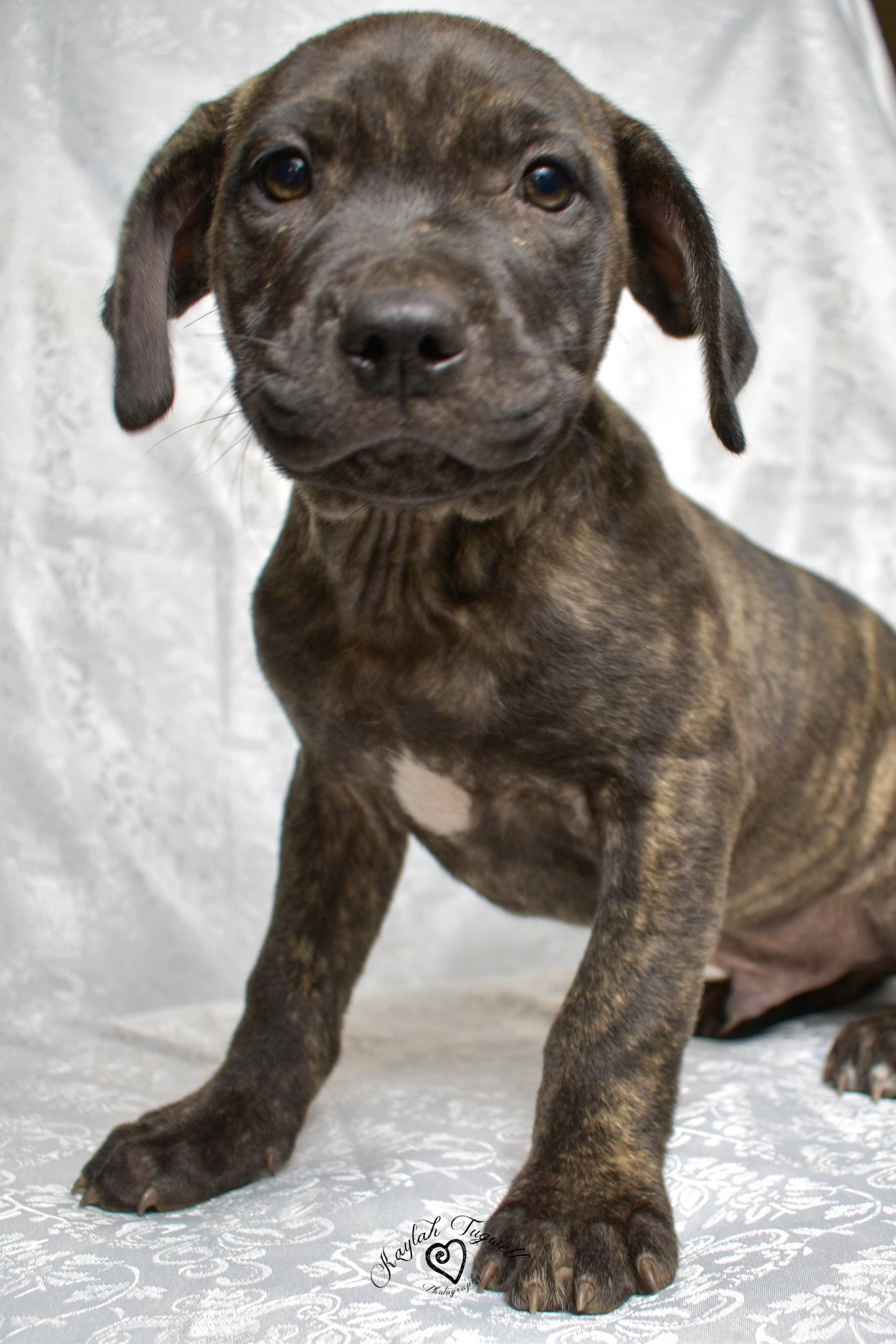 Koda - Large Male Staffordshire Bull Terrier x Mastiff Dog in WA ...