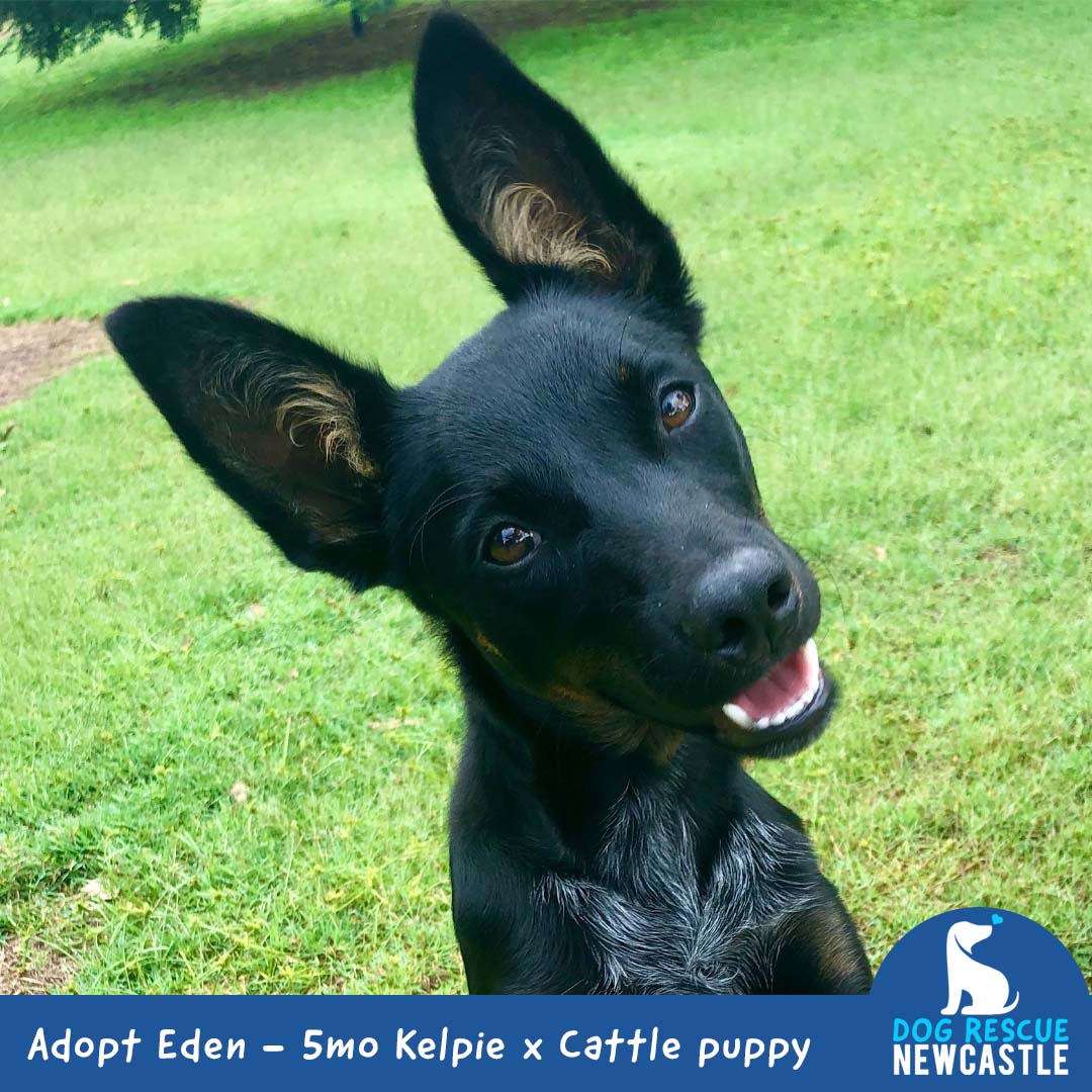 Eden ~ 5mo Kelpie x Cattle puppy (On Trial 24/4/20 - Medium Female ...