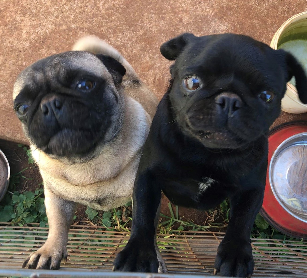Scully and Boop - Small Male Pug Dog in QLD - PetRescue