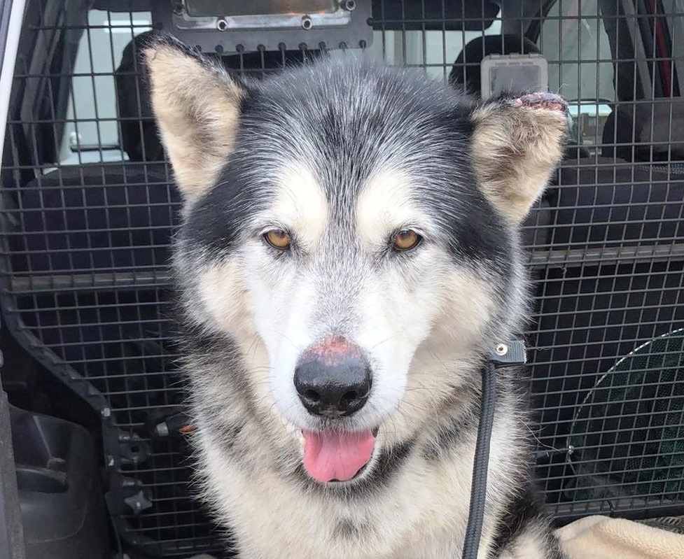 Tanook - Large Male Alaskan Malamute x Siberian Husky Mix Dog in VIC ...